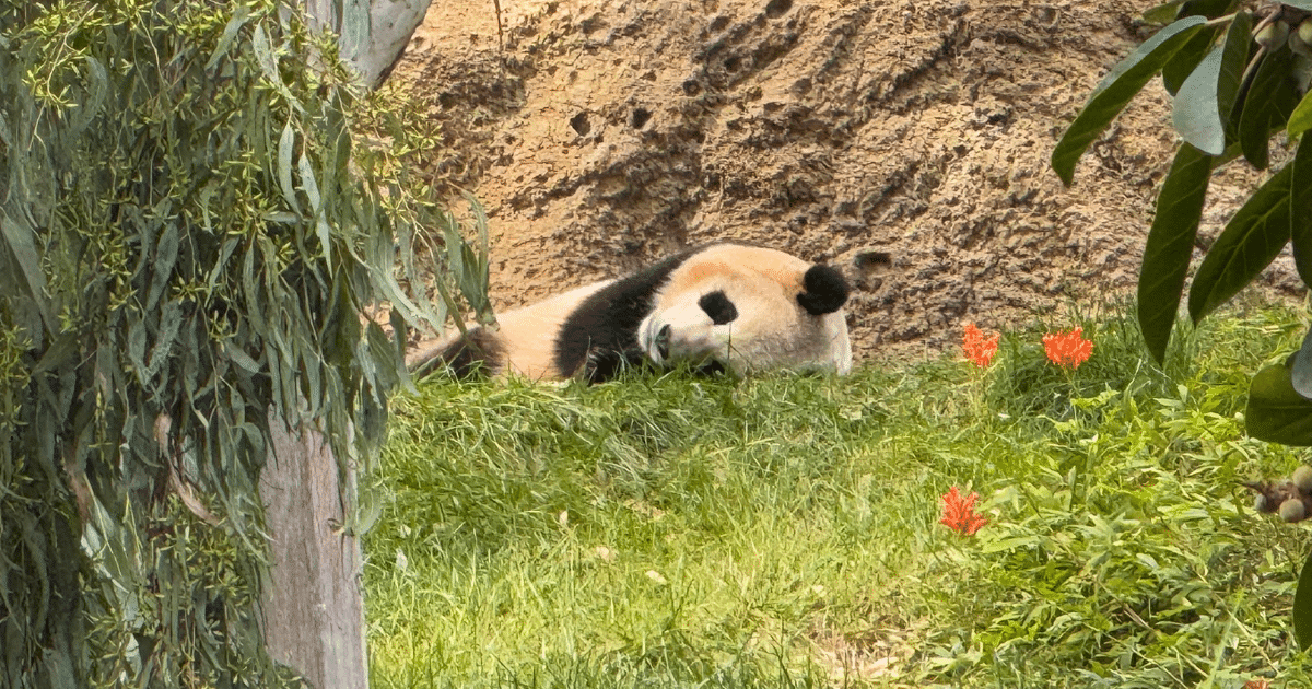 San Diego Zoo - Fun Trips With Kids